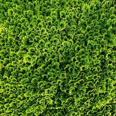 Little Prince of Oregon Nursery | Wholesale Plant Nursery