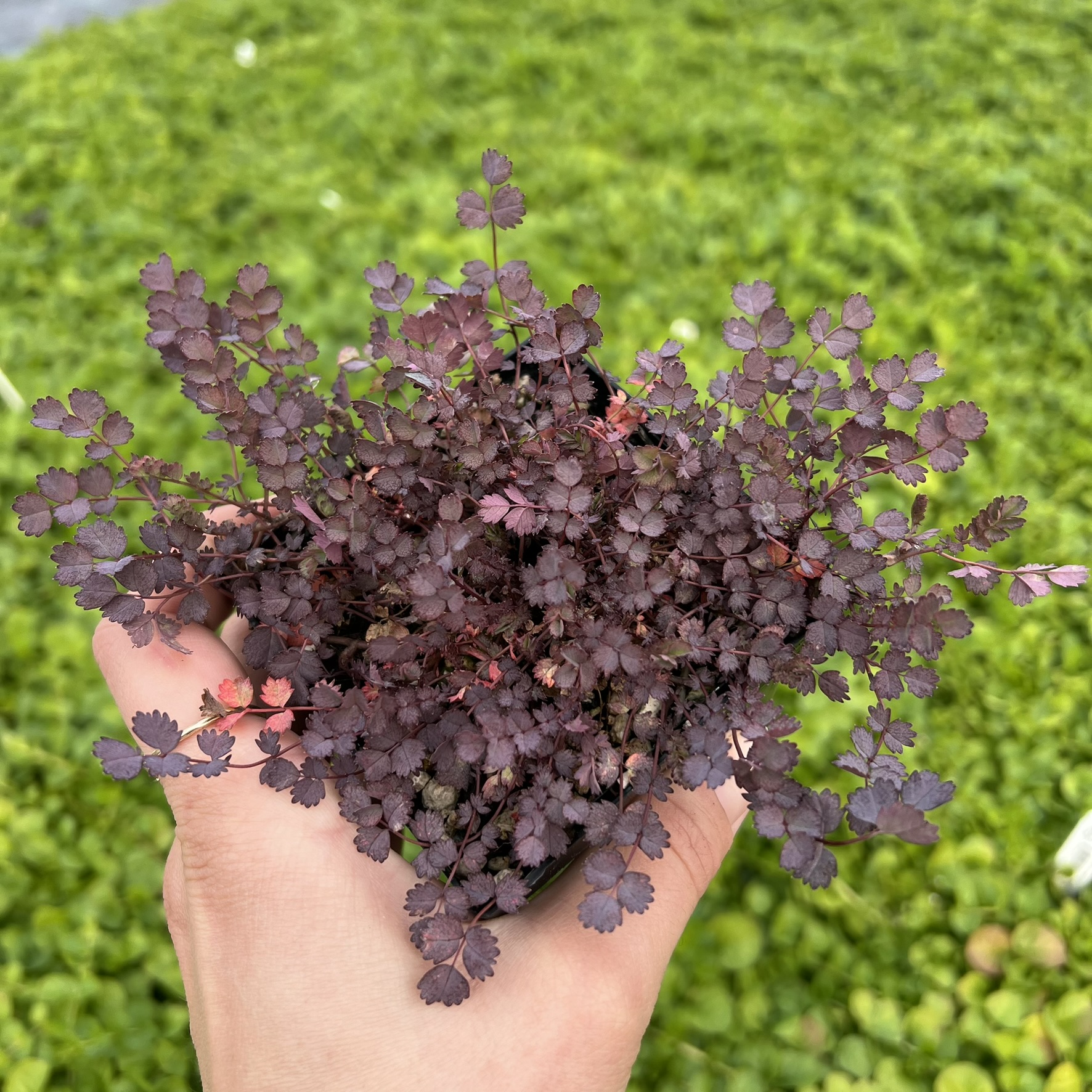 Acaena inermis 'Purpurea' - Purple Goose Leaf (3.5" Pot) | Little ...