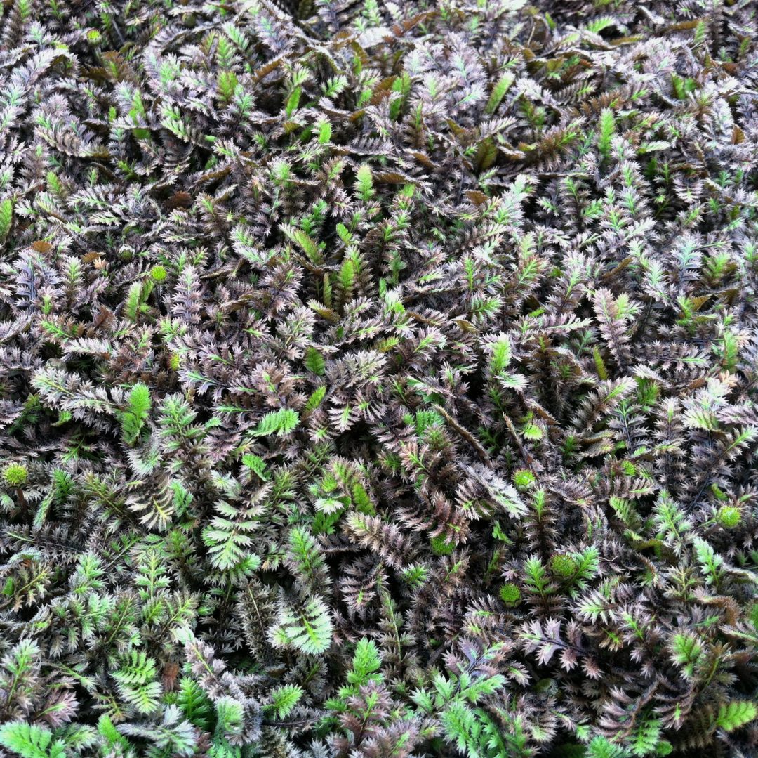 Leptinella x 'Platt's Black' - Black Brass Buttons (3.5" Pot) | Little ...