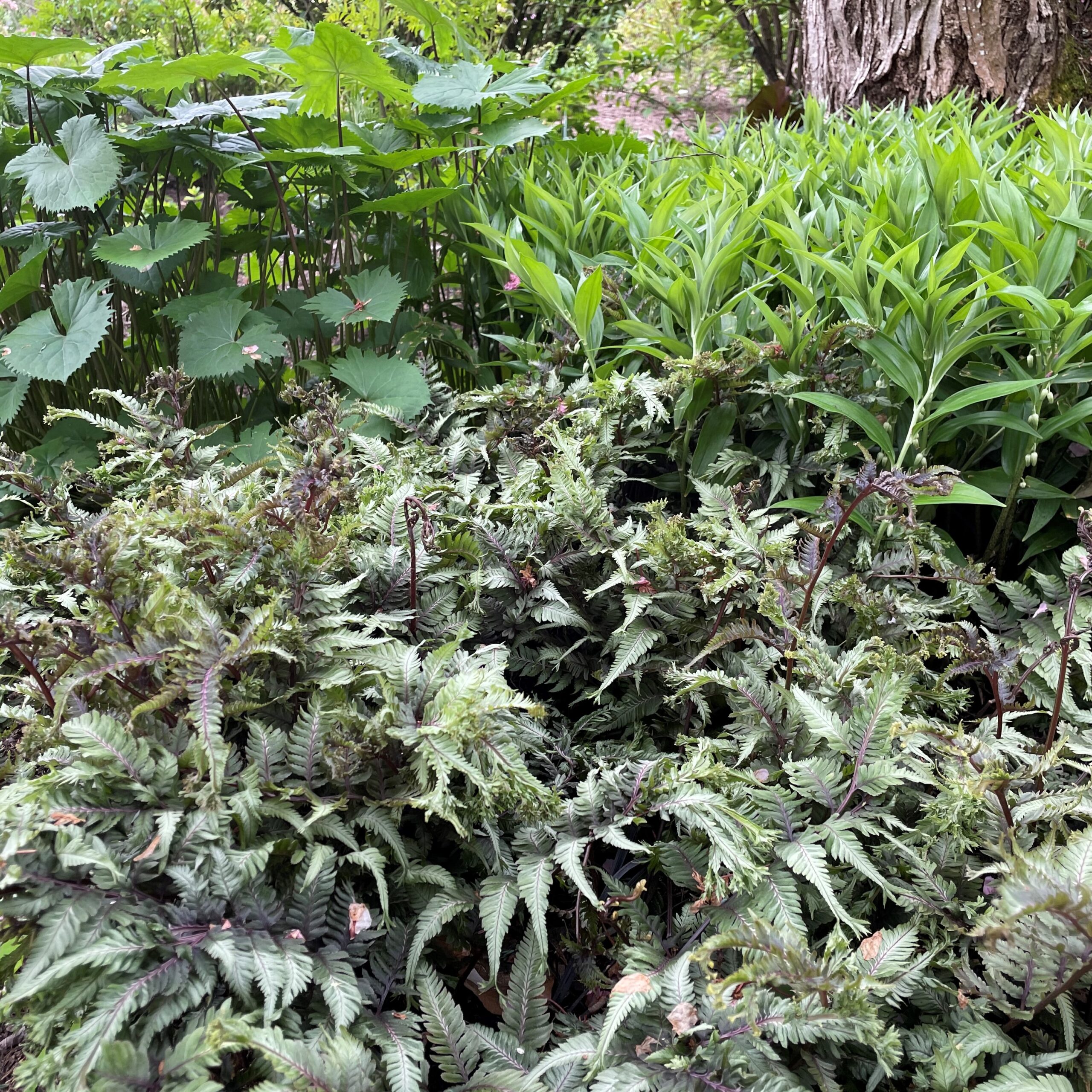 Athyrium niponicum var. 'Apple Court' - Japanese Painted Fern (3.5" Pot ...
