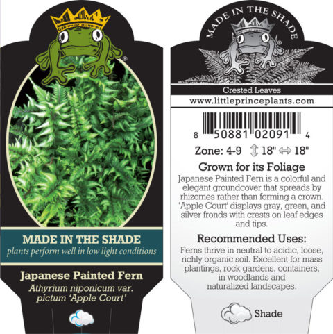 Athyrium niponicum var. 'Apple Court' - Japanese Painted Fern (3.5" Pot ...