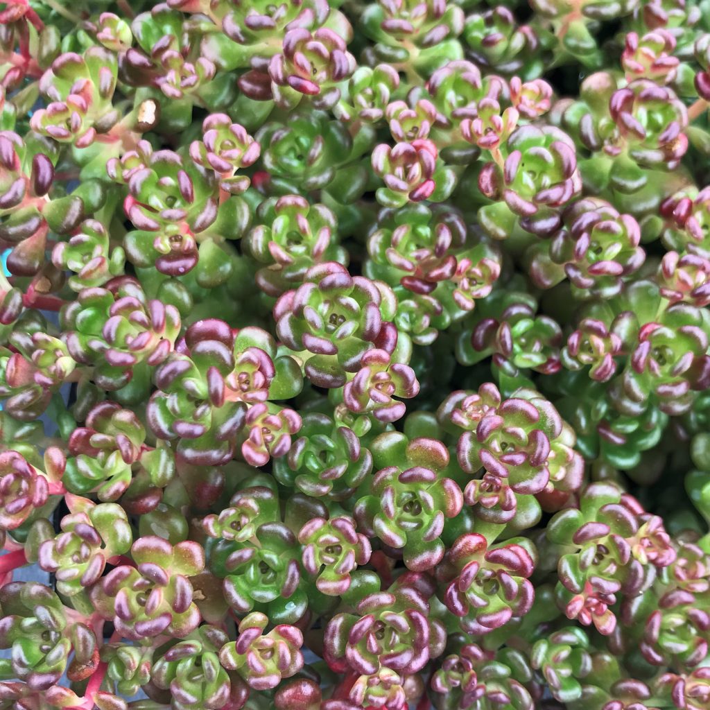 Sedum oreganum - Oregon Stonecrop (3.5" Pot) | Little Prince of Oregon ...