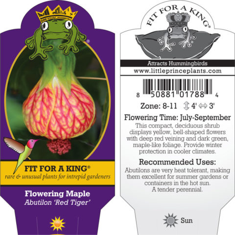 Abutilon 'Red Tiger' - Flowering Maple (4.5" Pot) | Little Prince of ...