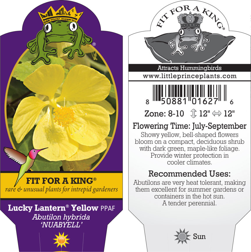 Abutilon Lucky Lantern® Yellow - Flowering Maple (4.5" Pot) | Little ...
