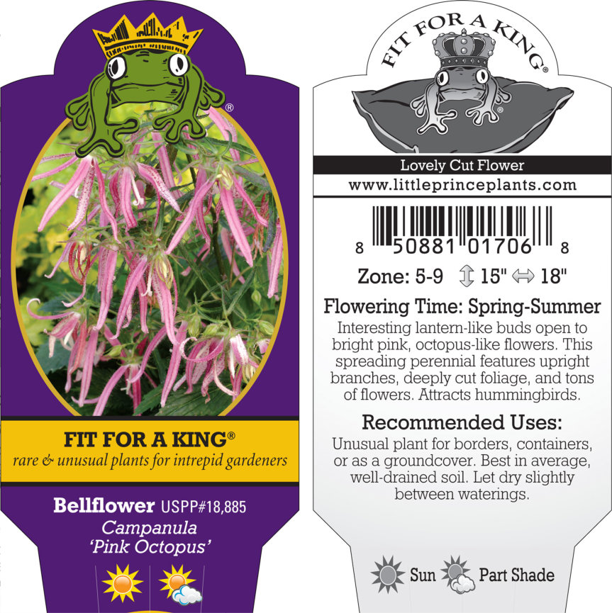 Campanula 'Pink Octopus' - Bellflower USPP #18,885 (4.5" Pots) | Little ...