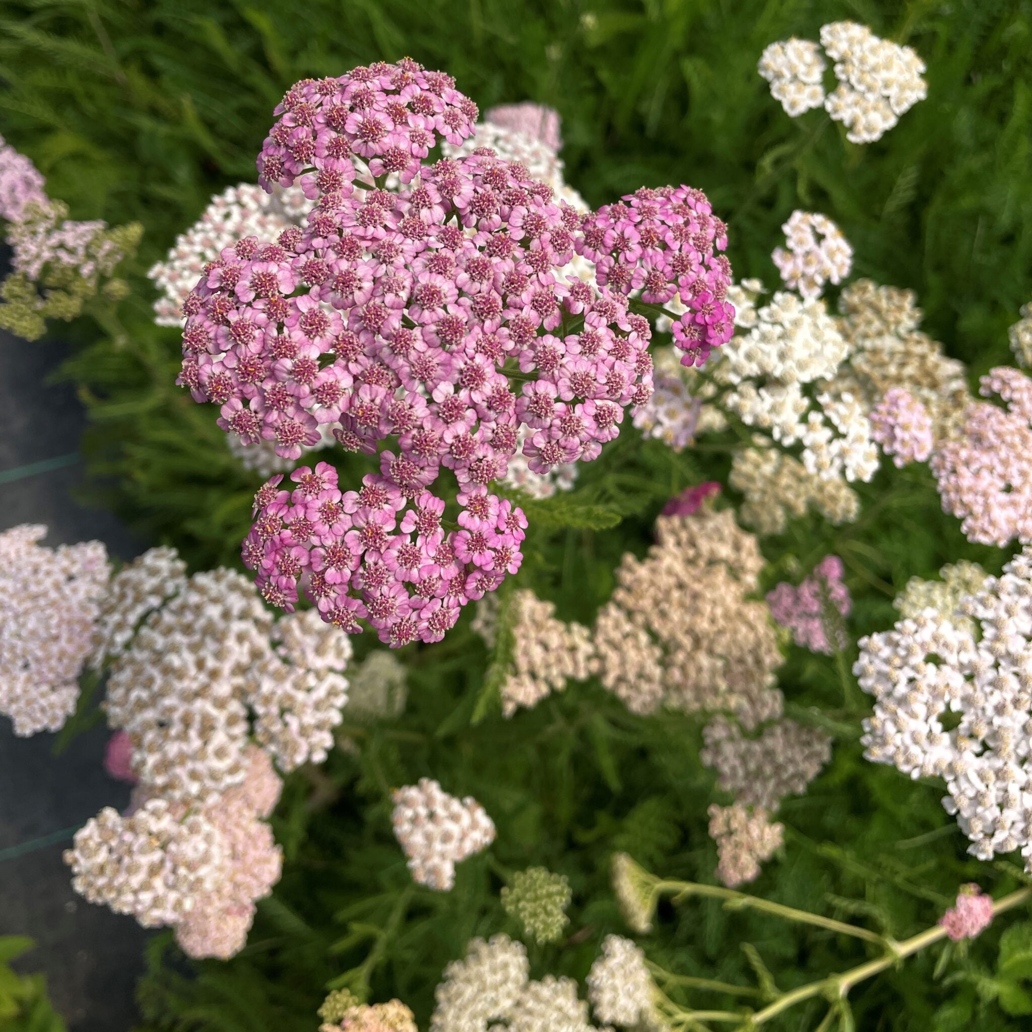 Achillea millefolium 'Colorado' - Yarrow (4" Pot) | Little Prince of ...