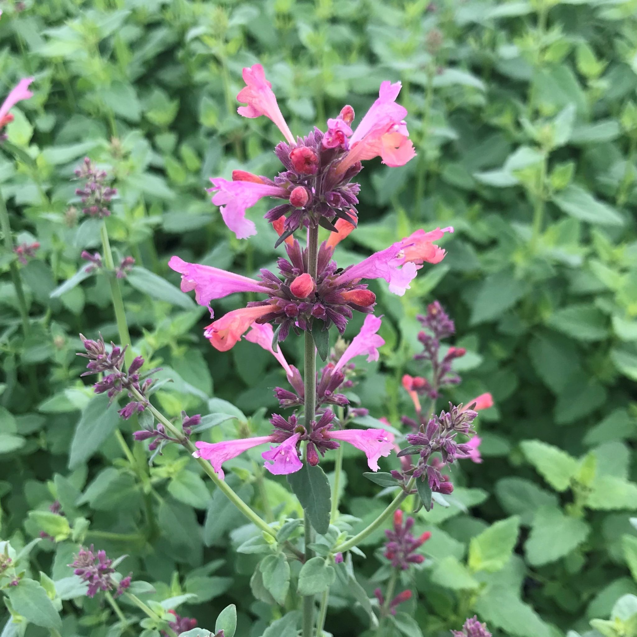 Agastache 'Arizona™ Sunset' - Hyssop (4" Pot) | Little Prince To Go