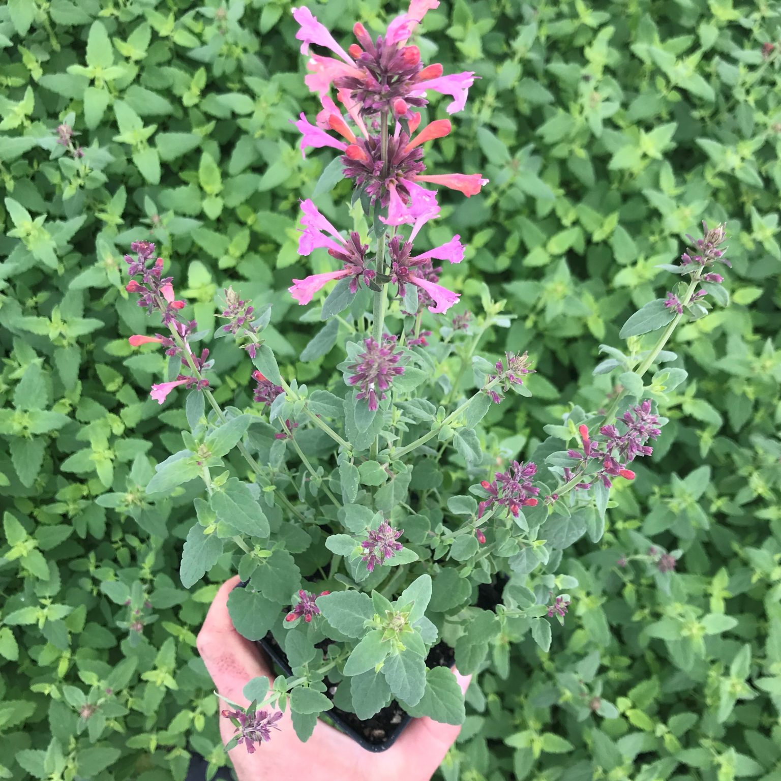 Agastache 'Arizona™ Sunset' - Hyssop (4" Pot) | Little Prince of Oregon ...