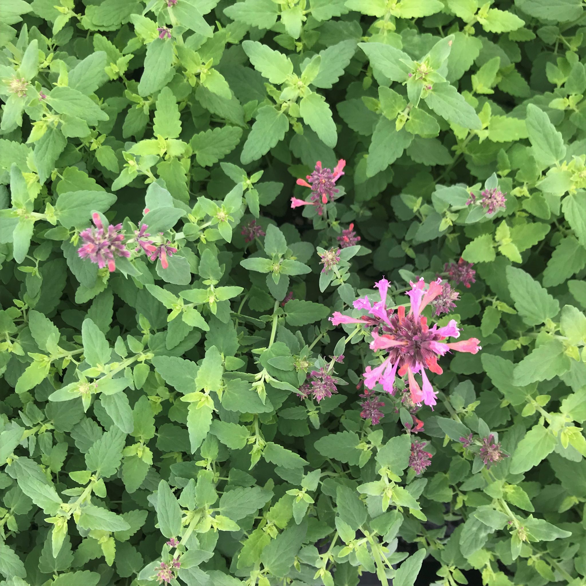 Agastache 'Arizona™ Sunset' - Hyssop (4" Pot) | Little Prince of Oregon ...