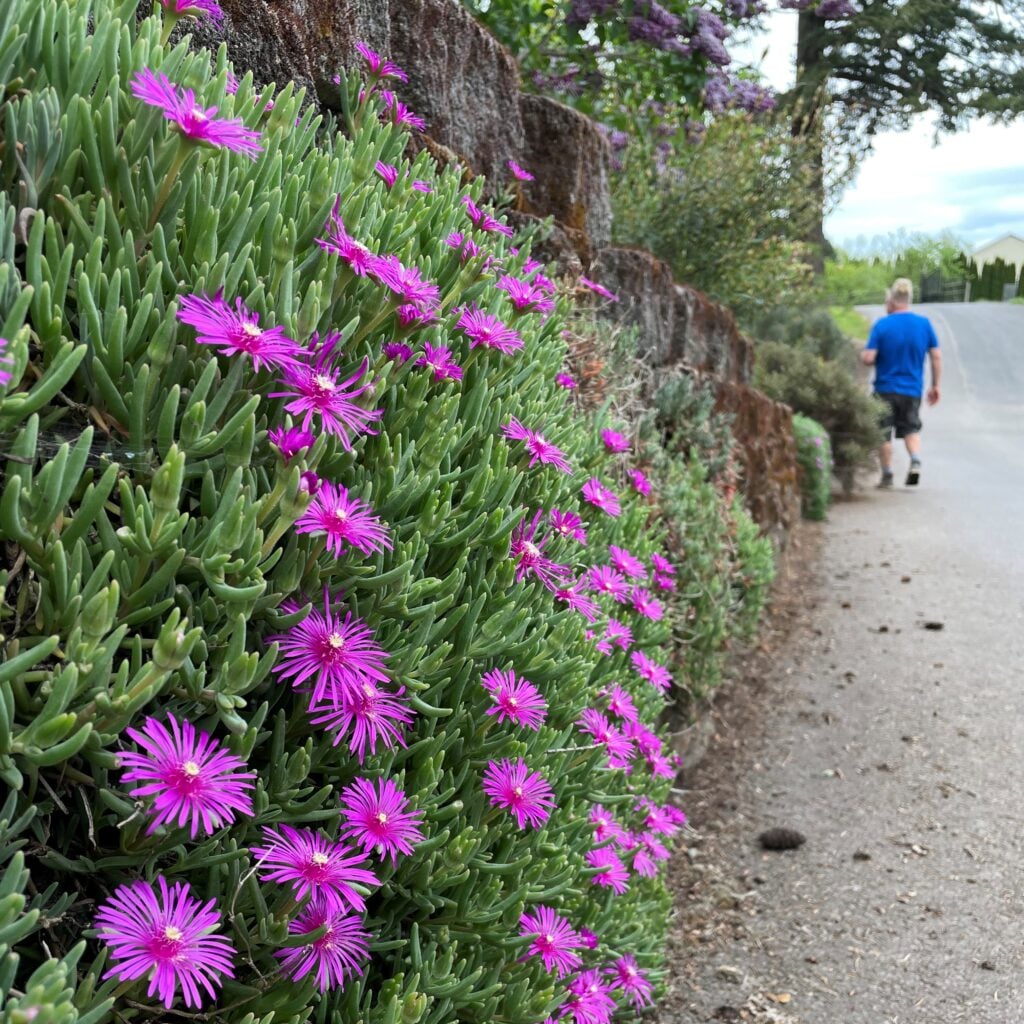 Delosperma cooperi - Purple Ice Plant (3.5" Pot) | Little Prince of ...