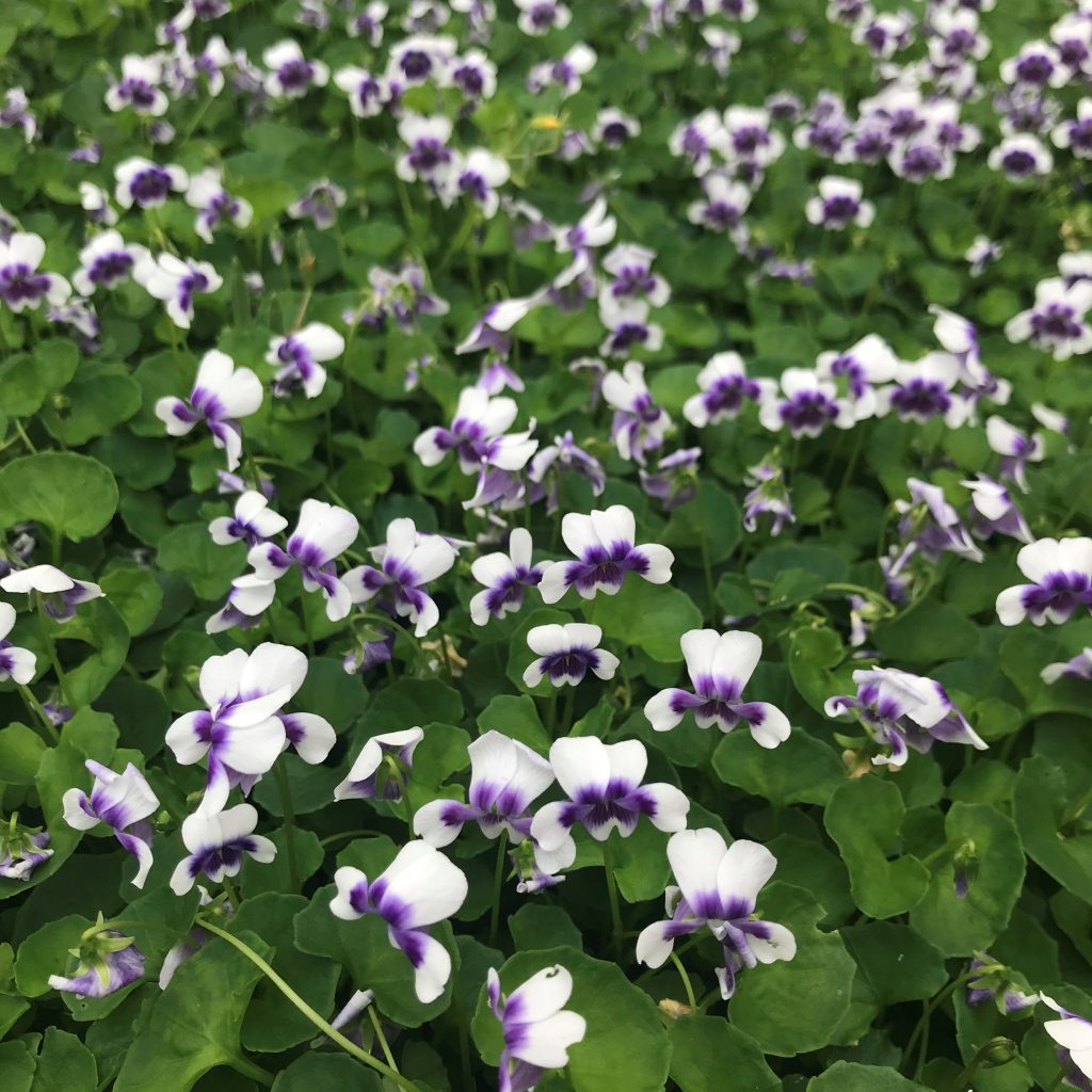 Viola hederacea - Australian Violet (3.5" Pot) | Little Prince of ...