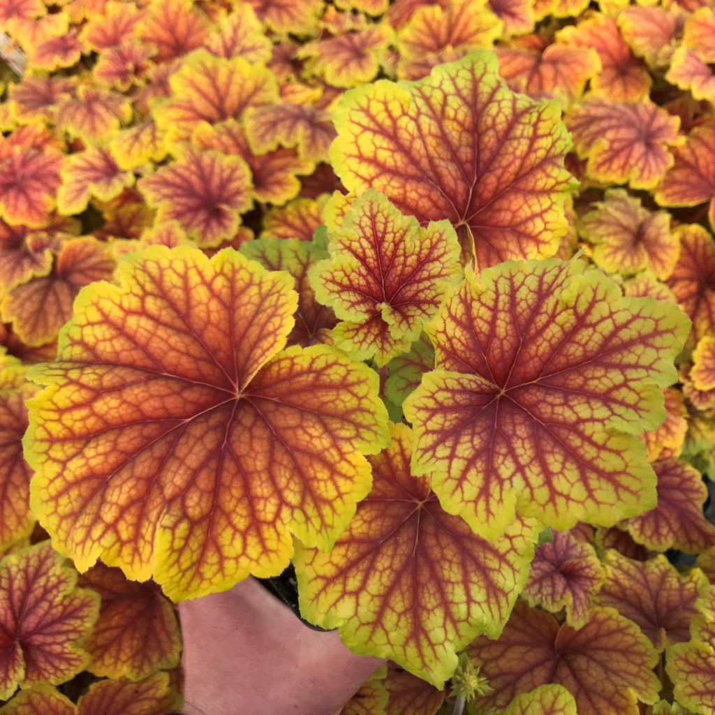 Heuchera 'Red Lightning' USPP #27,767- Coral Bells (4.5" Pot) | Little ...