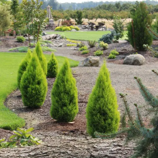 Cupressus Macrocarpa Lemon Cypress Monterey Cypress / Goldcrest