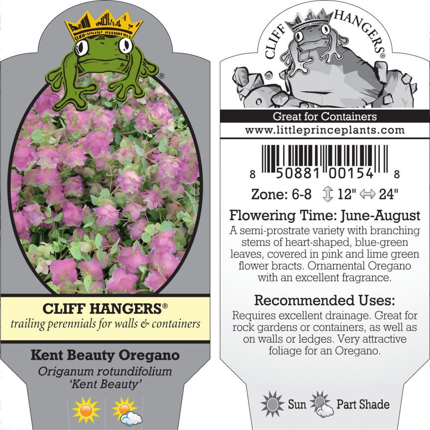 Origanum rotundifolium 'Kent Beauty' - Kent Beauty Oregano (3.5" Pot ...