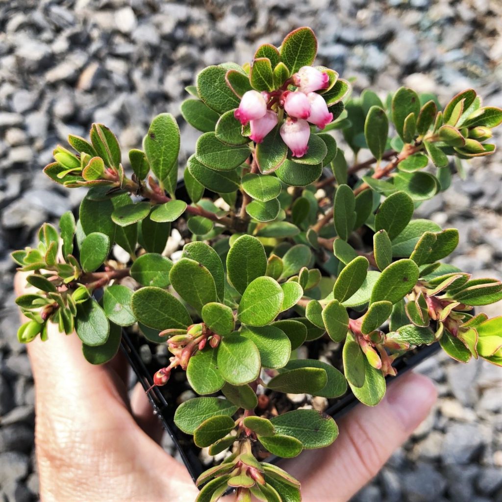 Arctostaphylos uva-ursi 'Massachusetts' - Bearberry, Kinnikinnick (3.5 ...