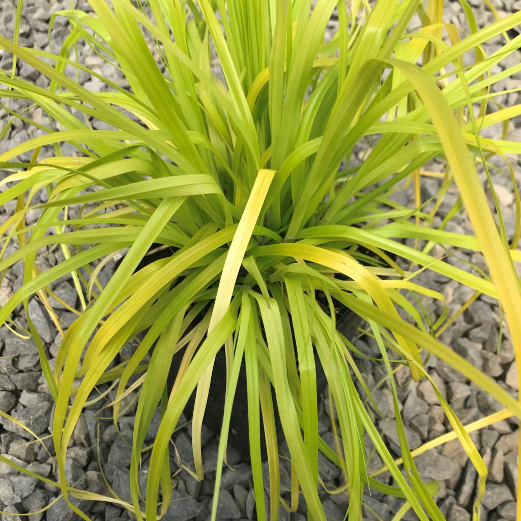 Carex oshimensis EverColor® ‘Everillo’ - Japanese Sedge USPP #21,002 (4 ...