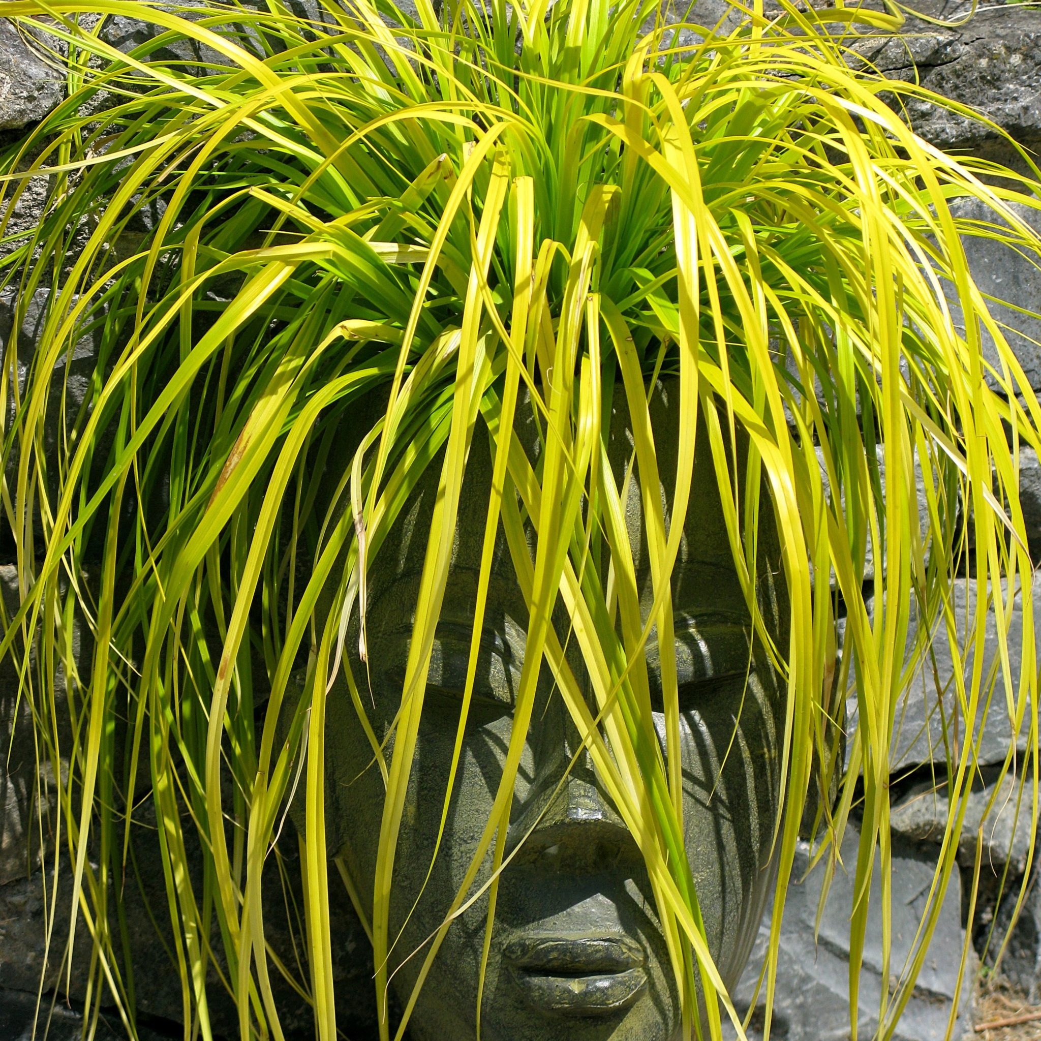 Carex oshimensis EverColor® ‘Everillo’ - Japanese Sedge USPP #21,002 (4 ...