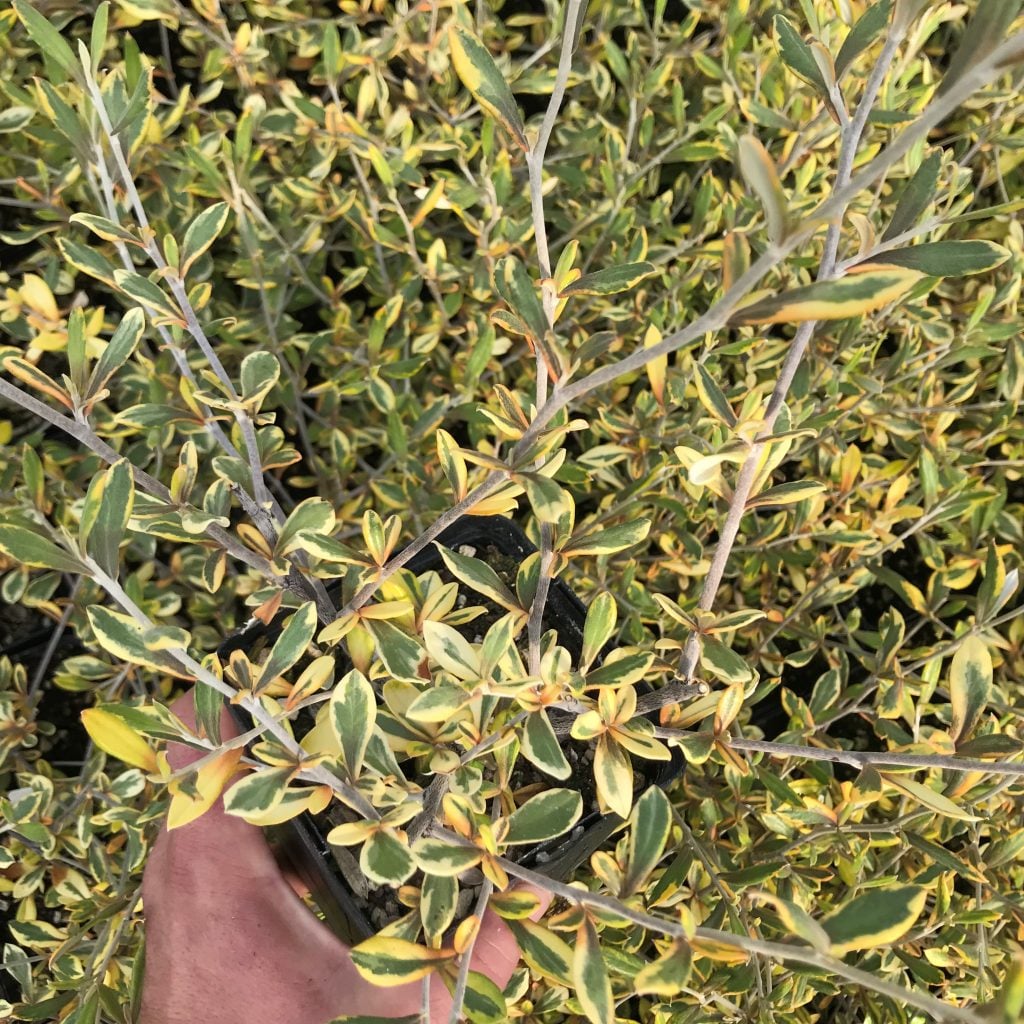 Corokia virgata 'Sunsplash' - Variegated Wire Bush (4.5" Pot) | Little ...