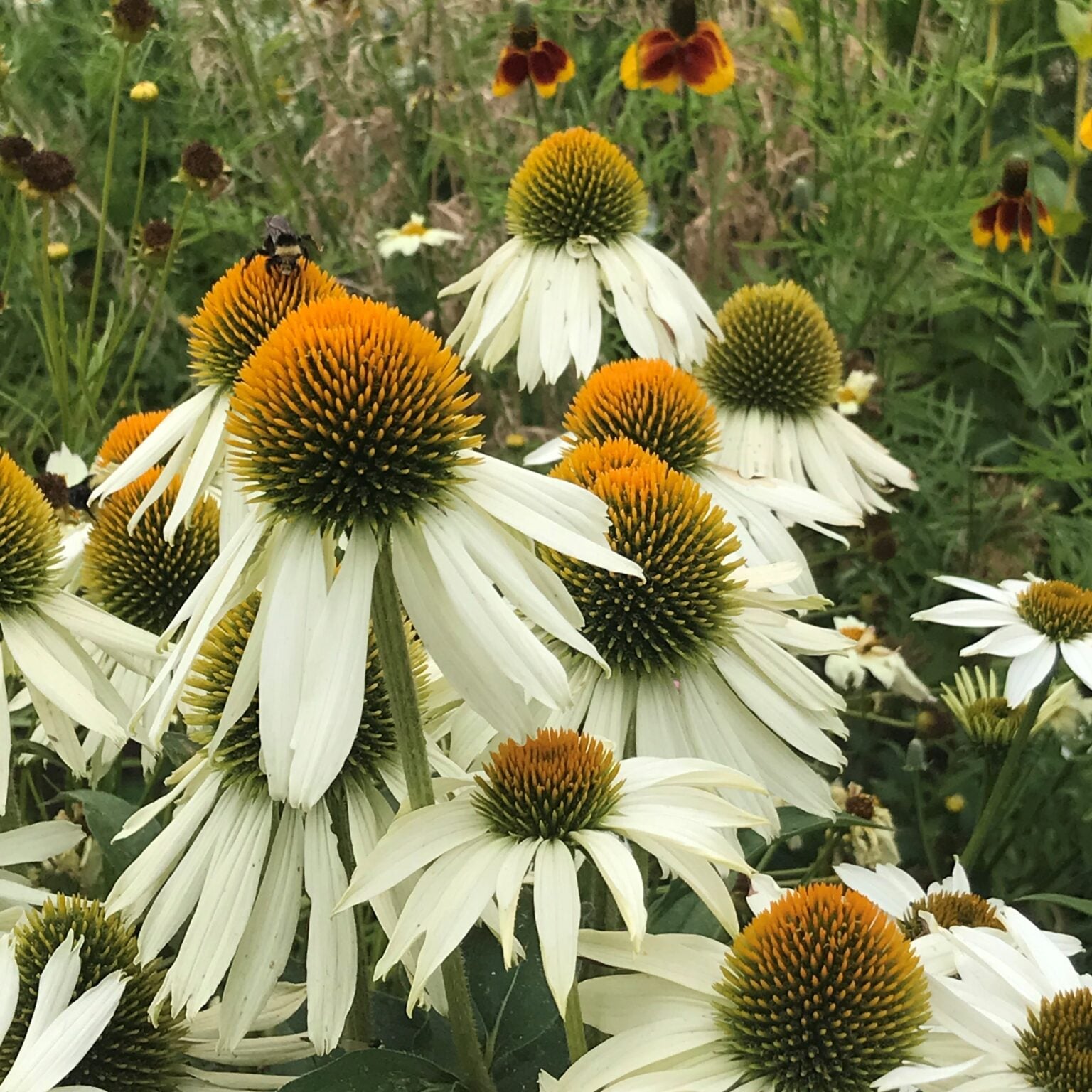 Echinacea 'PowWow® White' - Coneflower (4" Pot) | Little Prince of ...