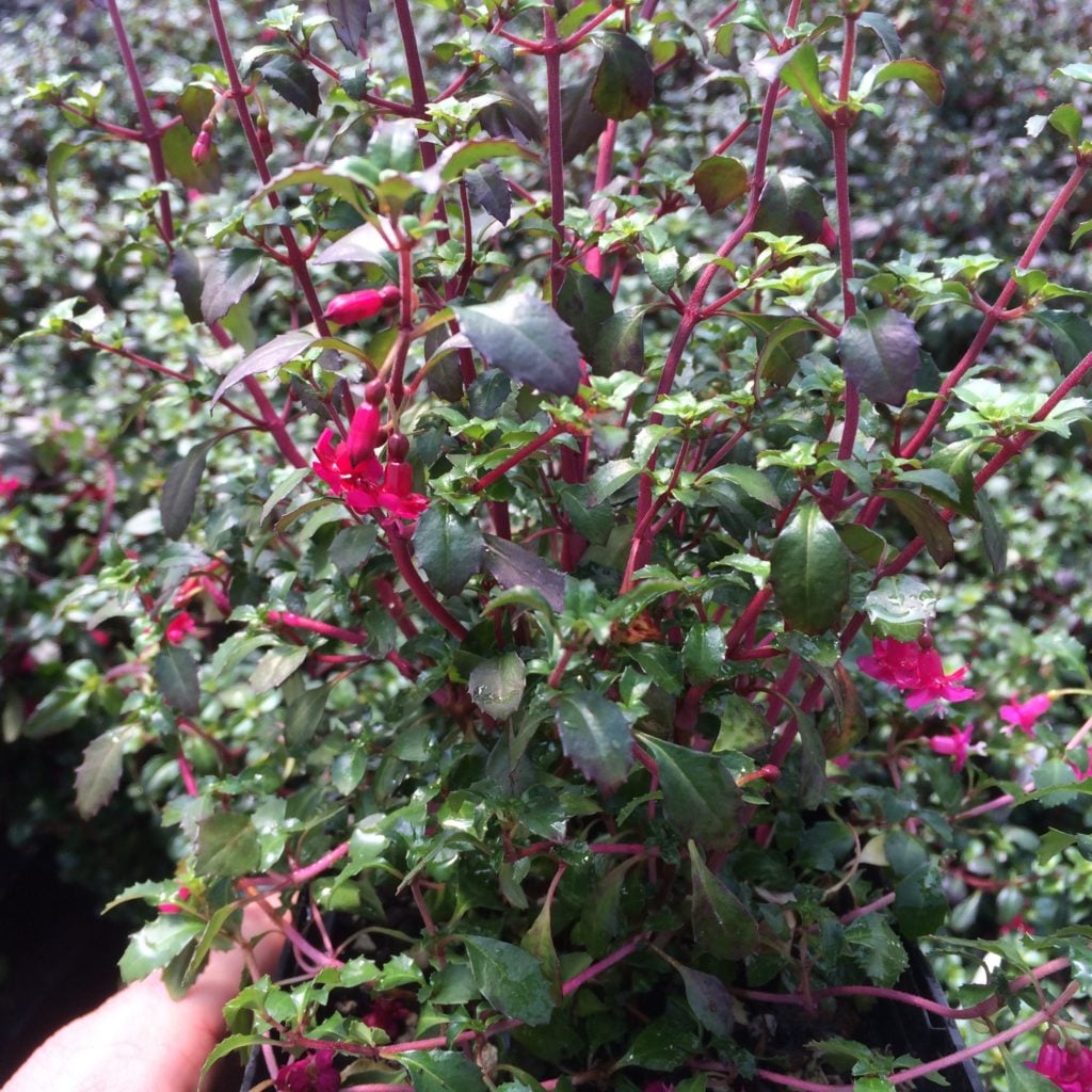 Fuchsia 'Isis' (5.5" Pot) | Little Prince of Oregon Nursery