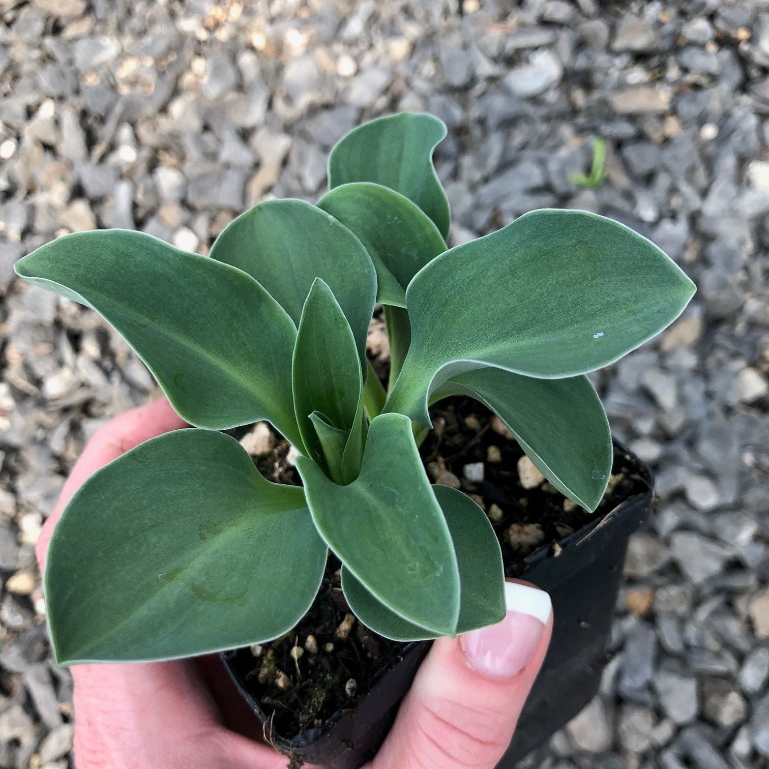 Hosta 'Blue Mouse Ears' - Plantain Lily (3.5" Pot)