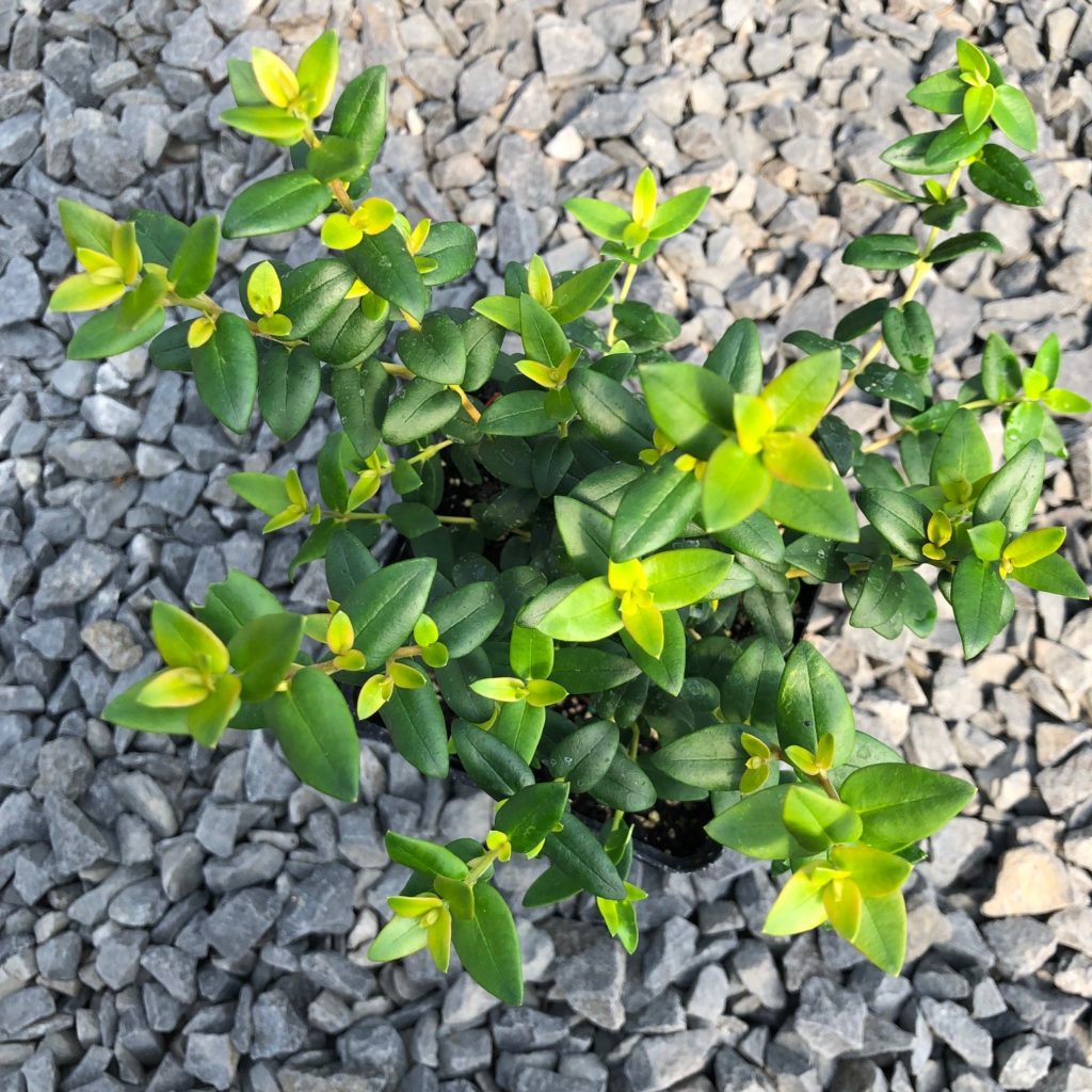 Ugni molinae - Chilean Guava (4.5" Pot) | Little Prince of Oregon Nursery