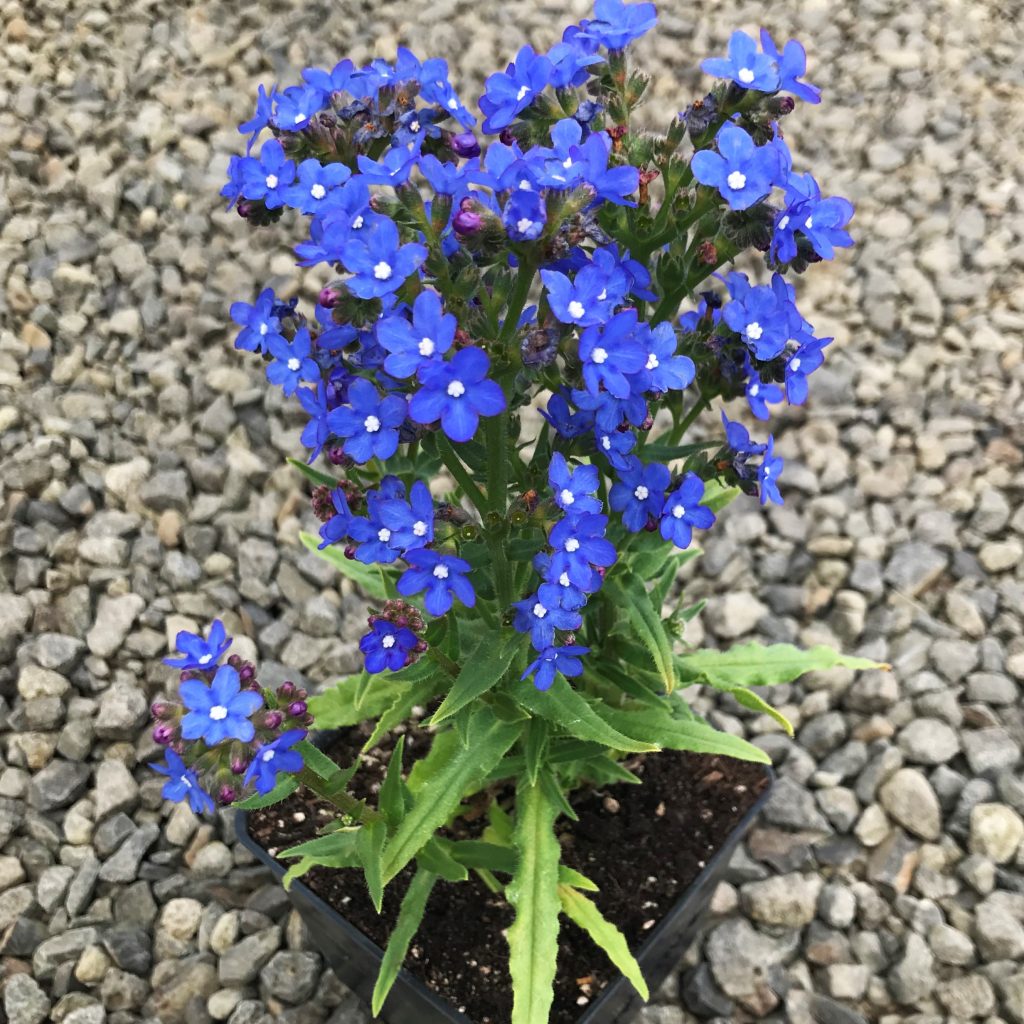 Anchusa capensis 'Blue Angel' - 4" Pot