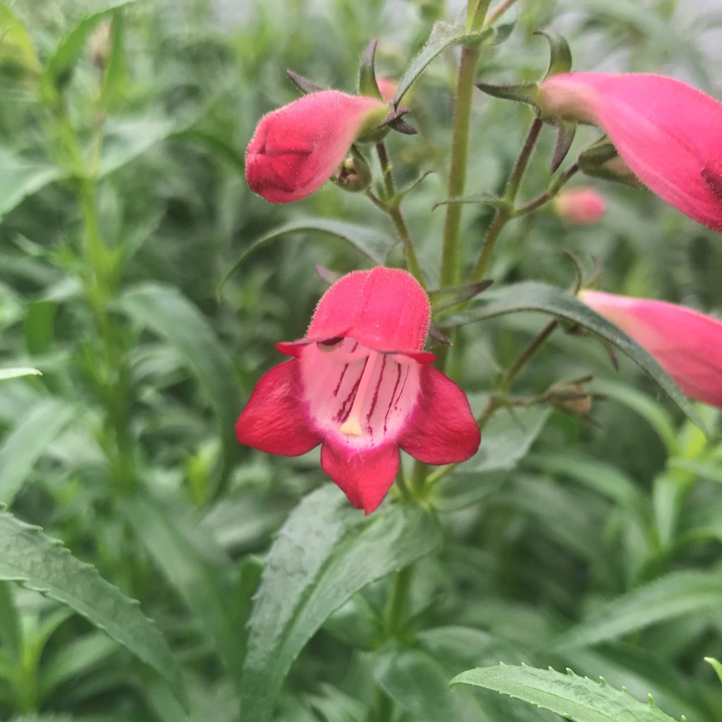Penstemon mexicali 'Carillo Red' - Beardtongue (4" Pot) | Little Prince ...