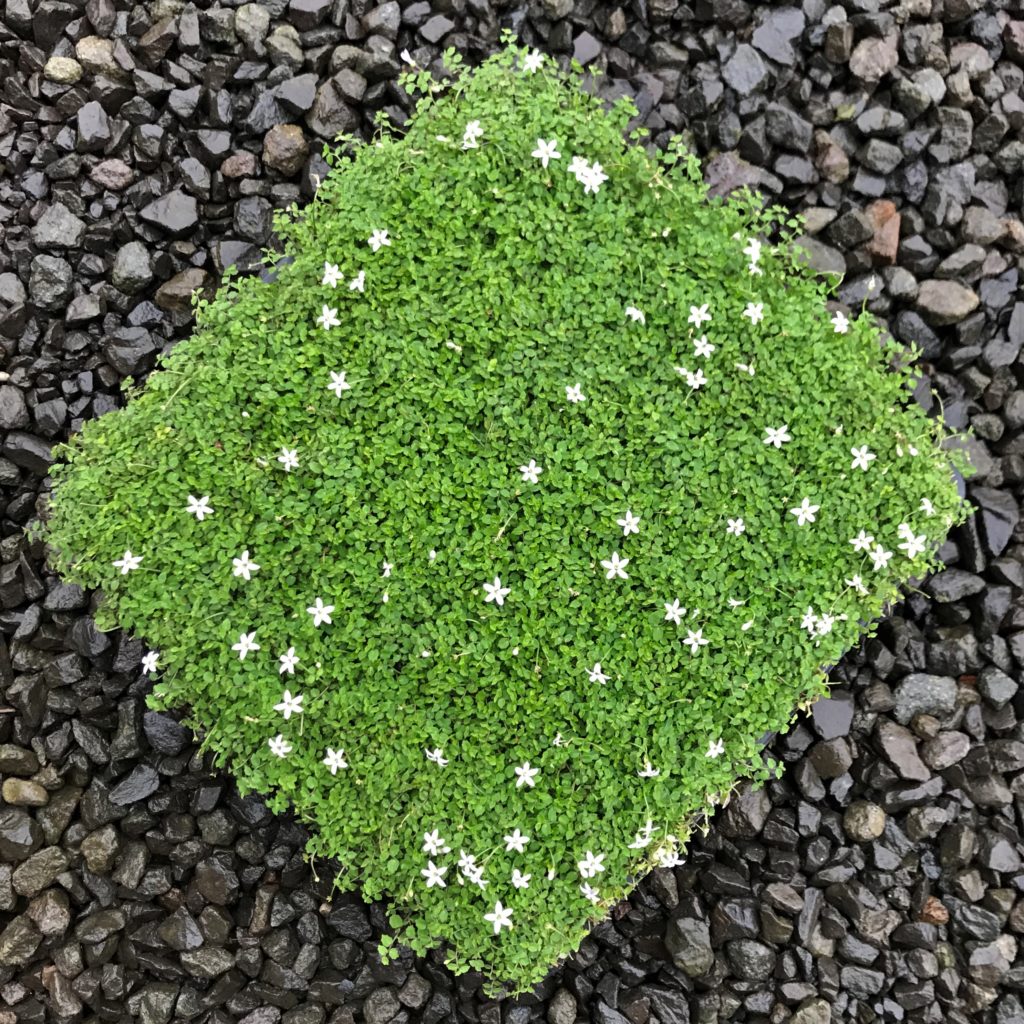 Pratia pedunculata 'Alba' - Super Star Creeper (10" x 10" square ...