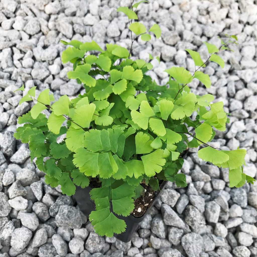 Adiantum x tracyi - Maidenhair Fern (3.5" Pot) | Little Prince of ...