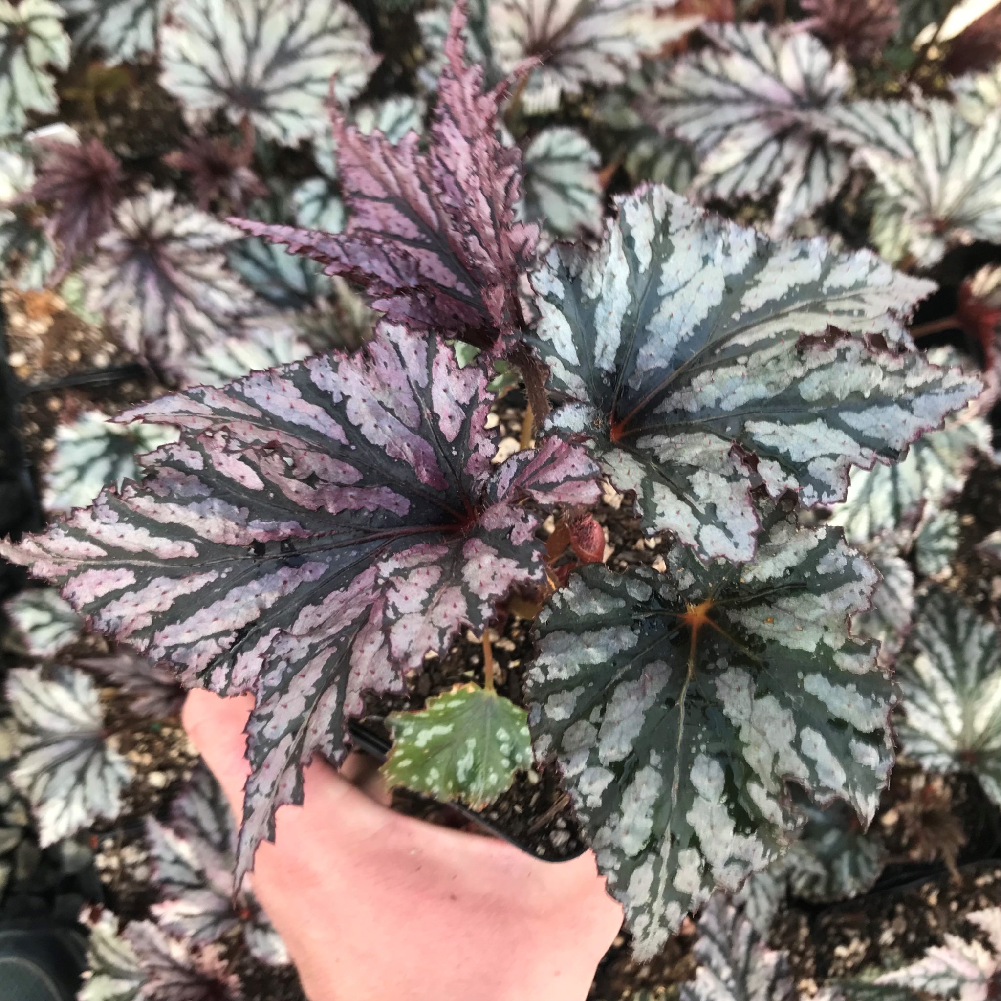 Begonia 'Garden Angel™ Blush' - Hardy Begonia USPP #25,215 (4.5" Pot ...