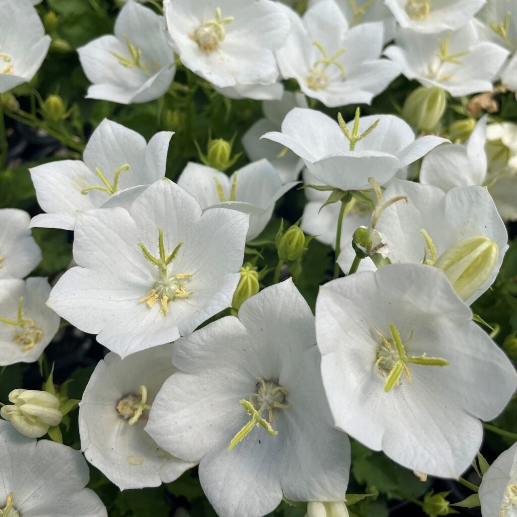 Campanula carpatica 'Pearl White' - Carpathian Bellflower (4" Pot)