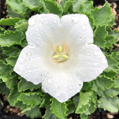 Campanula 'Dickson's Gold' - Bellflower (3.5" Pot) | Little Prince To Go