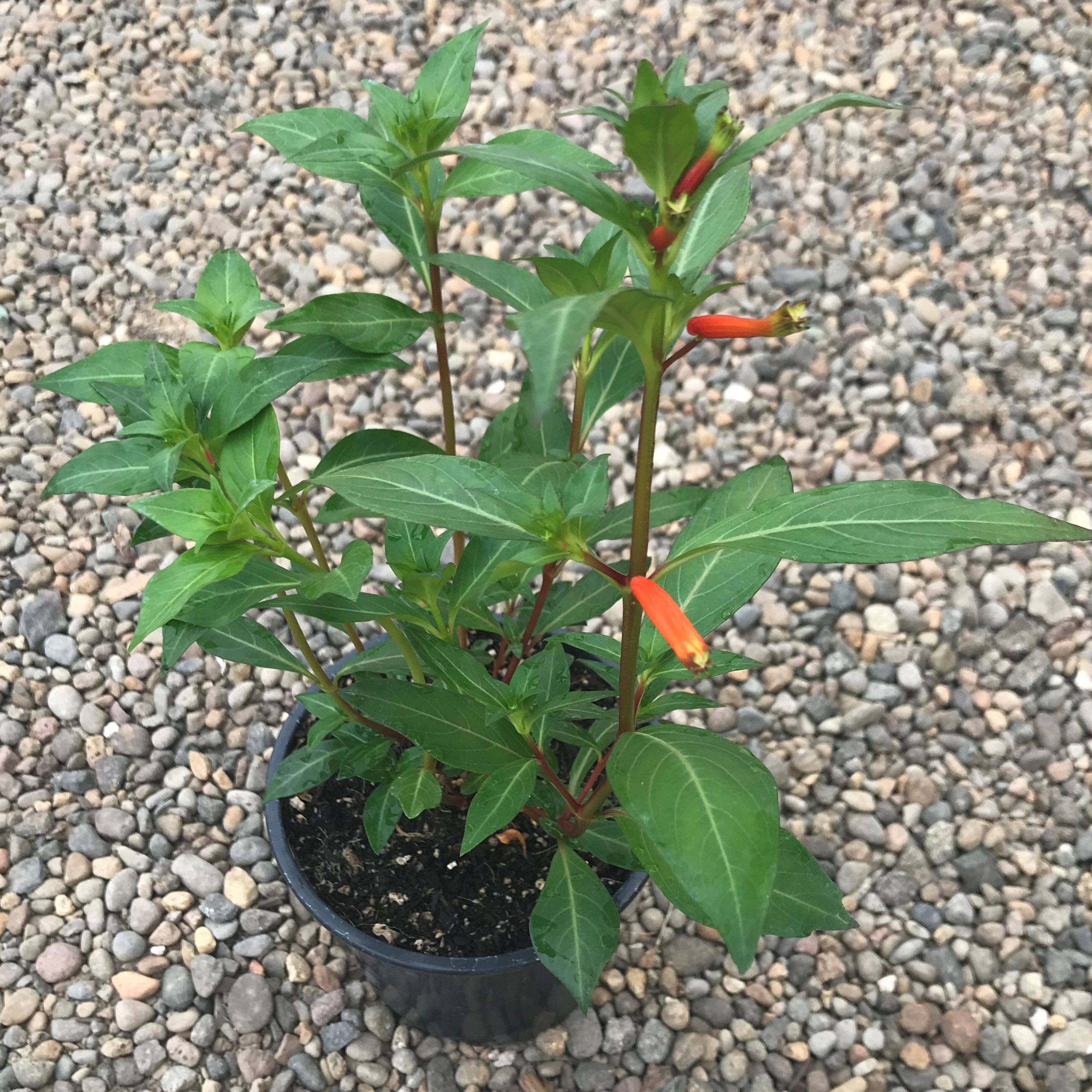 Cuphea ignea - Cigar Flower (4.5" Pot) | Little Prince of Oregon Nursery