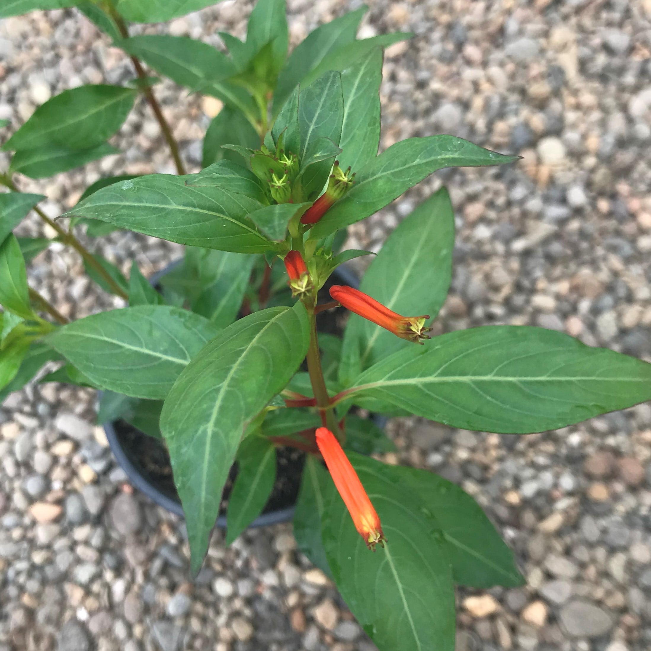 Cuphea ignea - Cigar Flower (4.5" Pot) | Little Prince of Oregon Nursery
