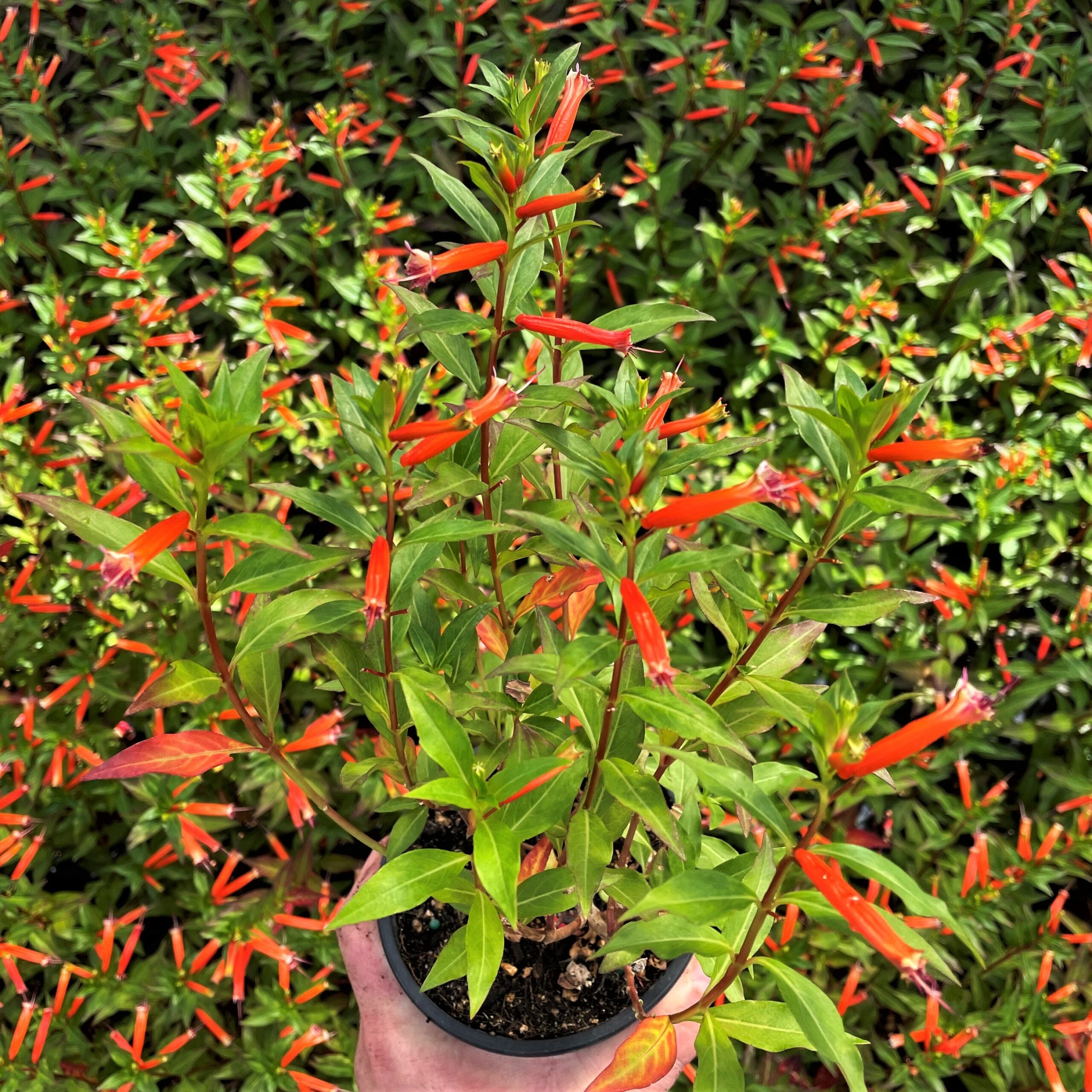 Cuphea ignea - Cigar Flower (4.5" Pot) | Little Prince of Oregon Nursery