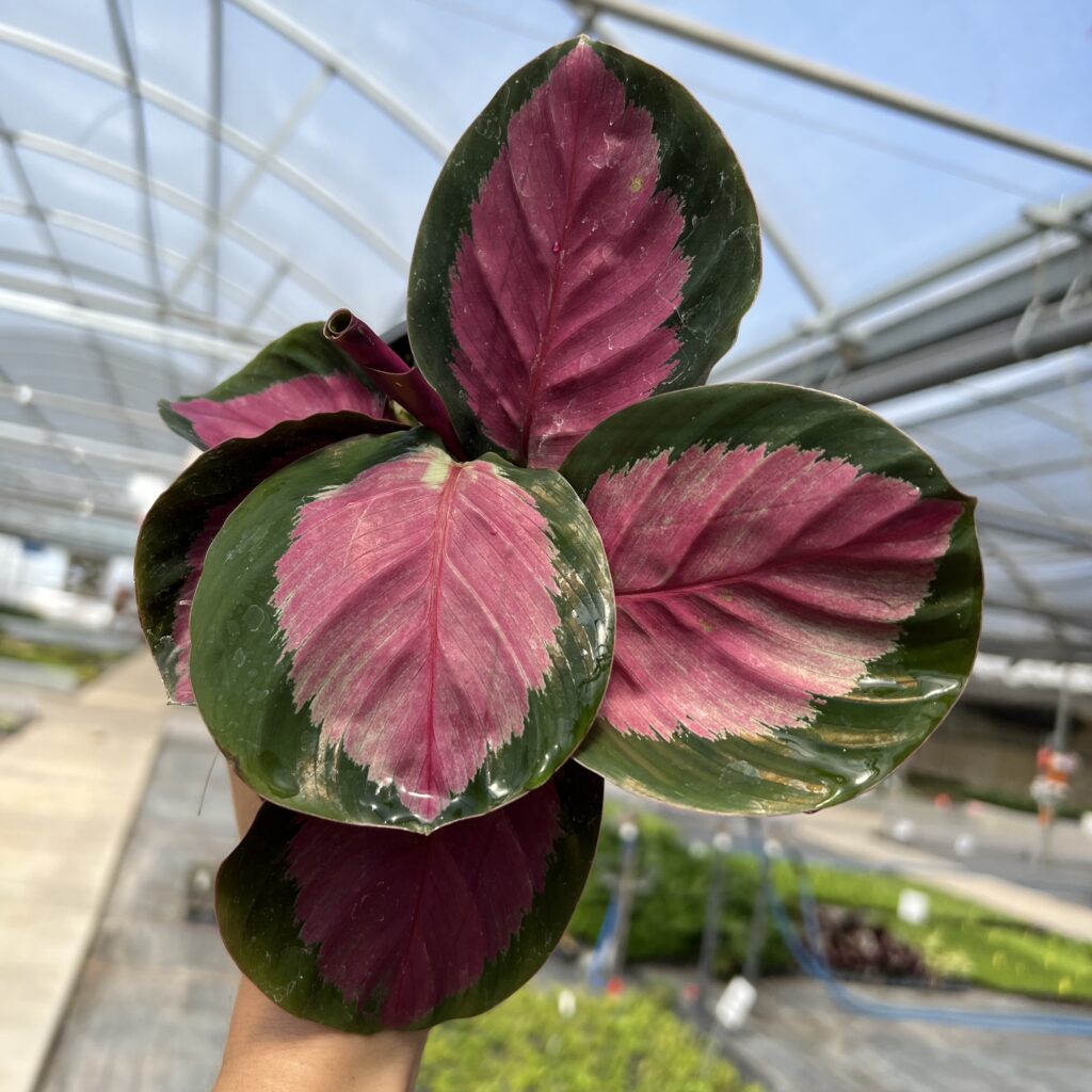 Calathea roseopicta - Rose Painted Calathea (4.5" Pot) | Little Prince ...