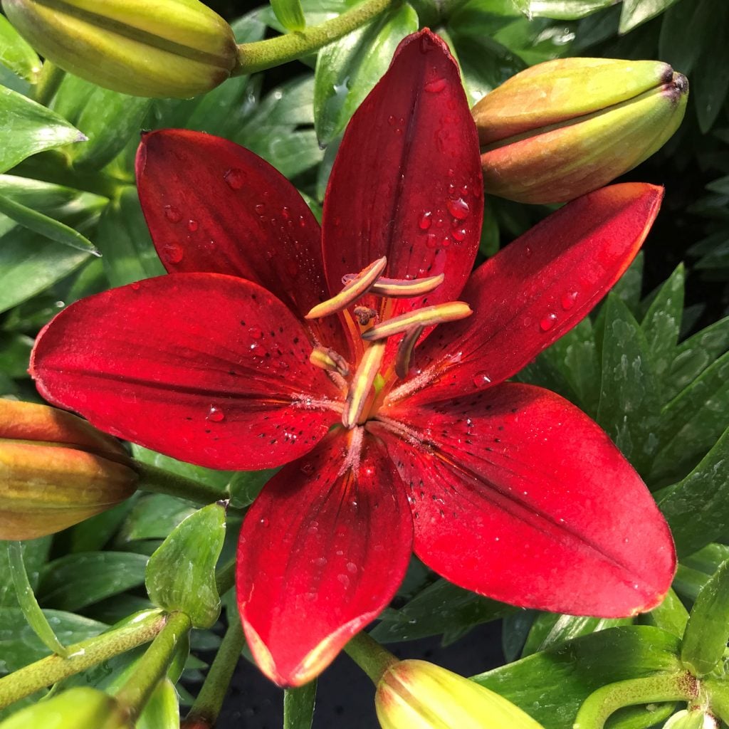 Lilium Lily Looks™ 'Tiny Rocket' - Dwarf Asiatic Lily PPAF (4.5" Pot ...