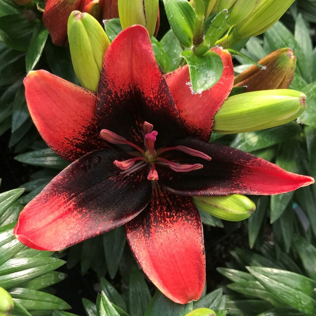 Lilium Lily Looks™ 'Tiny Shadow®' - Dwarf Asiatic Lily PPAF (4.5" Pot ...
