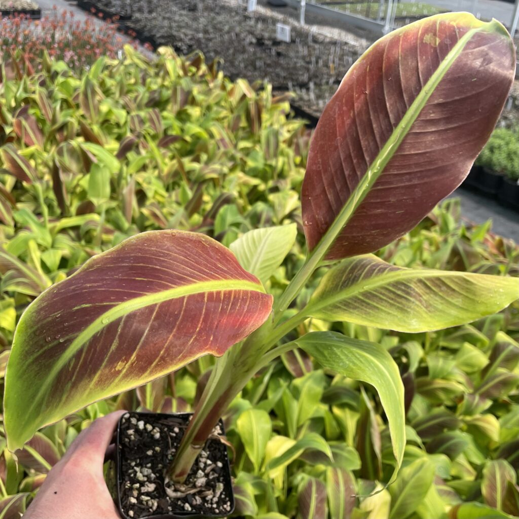 Musa 'Siam Ruby' - Banana (4.5" Pot) | Little Prince of Oregon Nursery