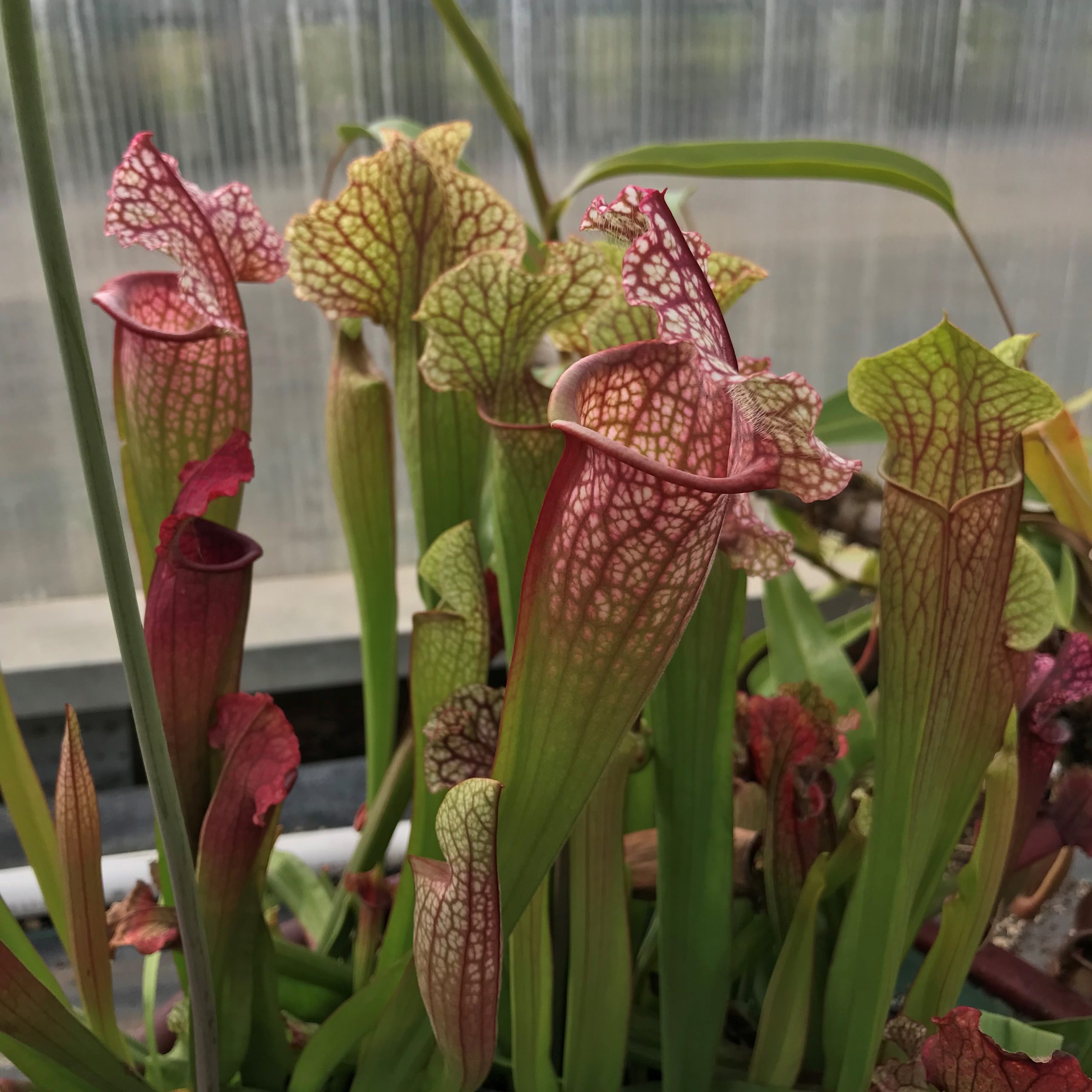 Sarracenia 'Judith Hindle' - Pitcher Plant (2" Pot) | Little Prince of ...