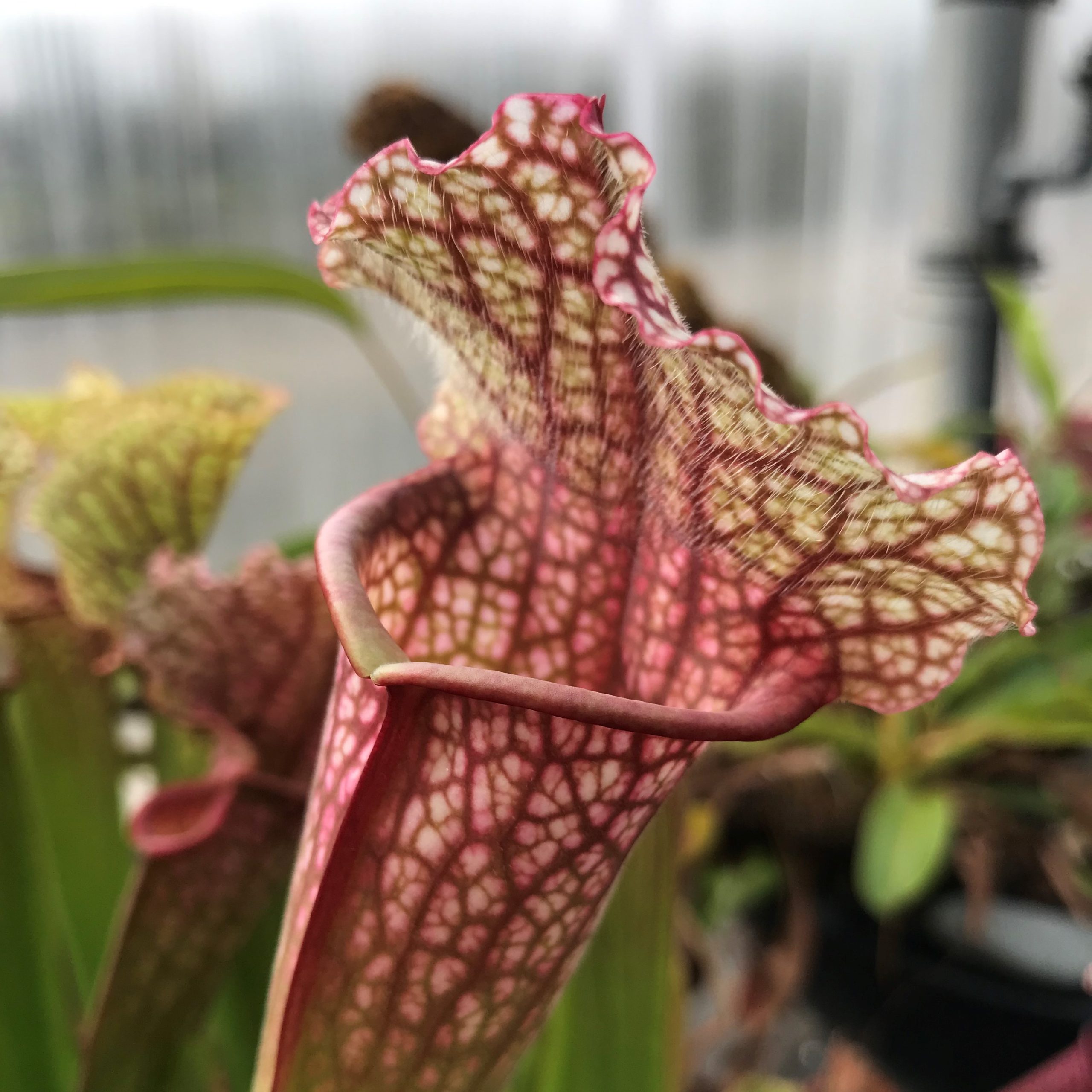 Sarracenia 'Judith Hindle' - Pitcher Plant (2" Pot) | Little Prince of ...