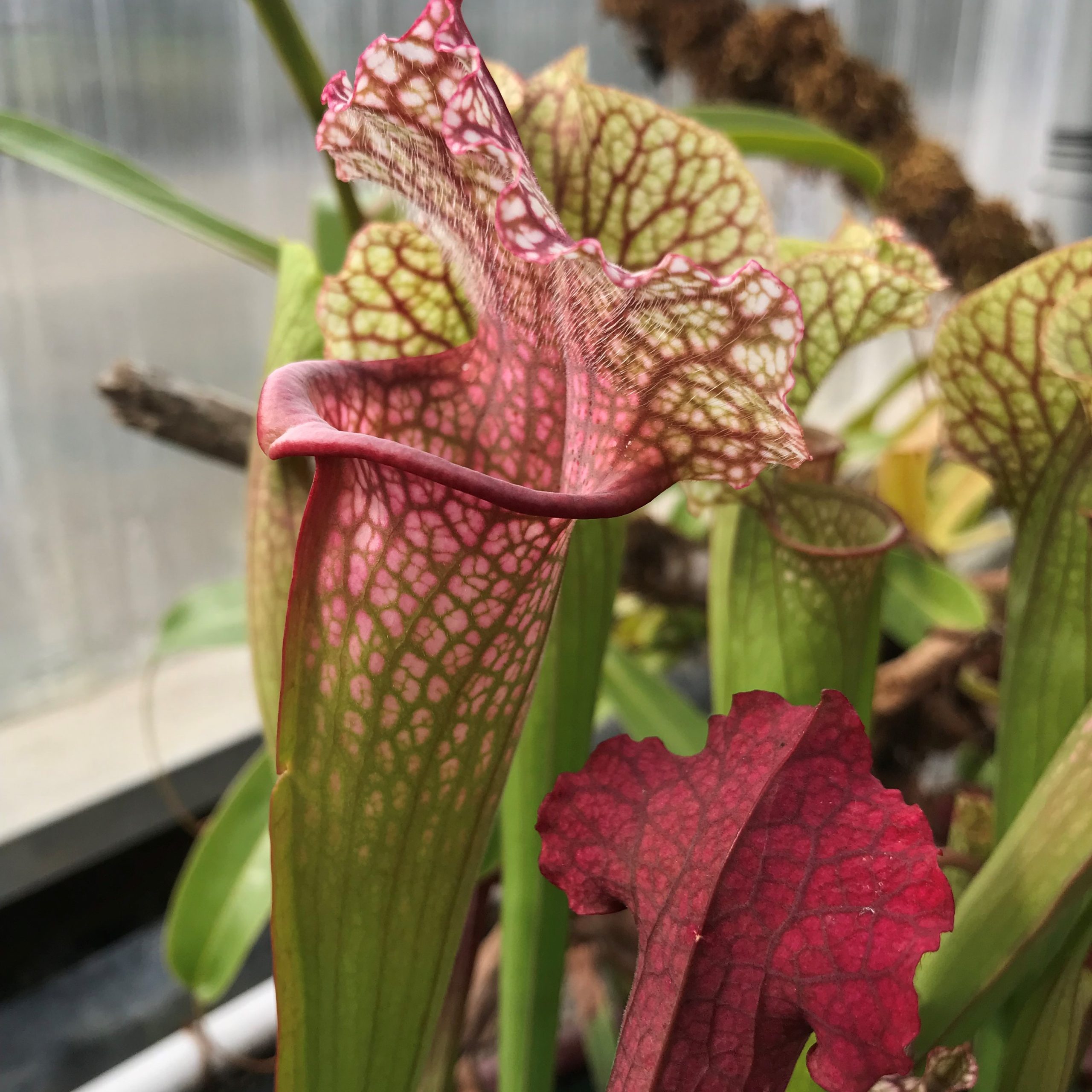 Sarracenia 'Judith Hindle' - Pitcher Plant (2" Pot) | Little Prince of ...