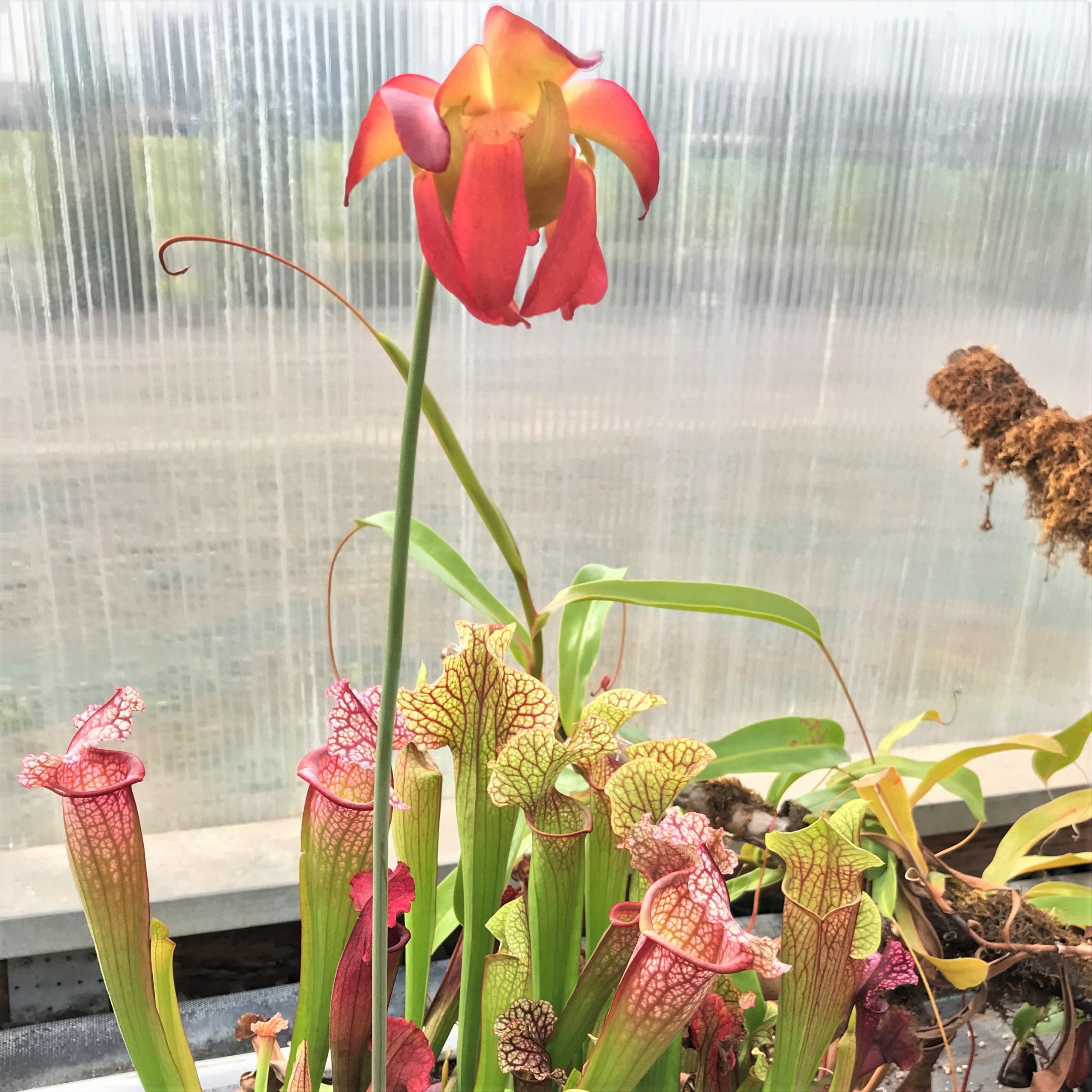 Sarracenia 'Judith Hindle' - Pitcher Plant (2" Pot) | Little Prince of ...