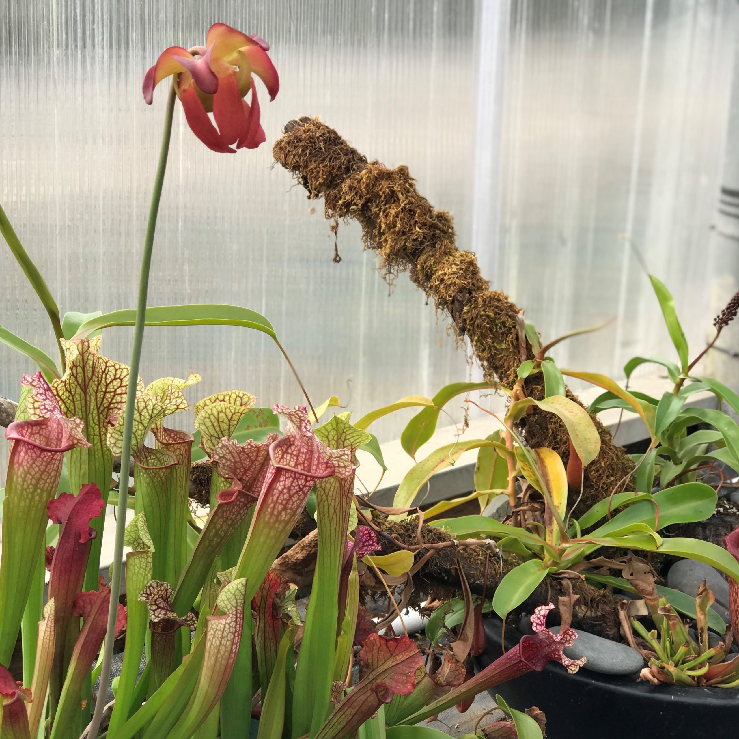Sarracenia 'Judith Hindle' - Pitcher Plant (2" Pot) | Little Prince of ...