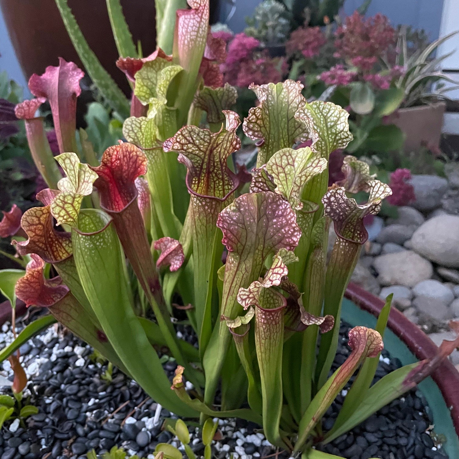 Sarracenia 'Judith Hindle' - Pitcher Plant (2" Pot) | Little Prince of ...
