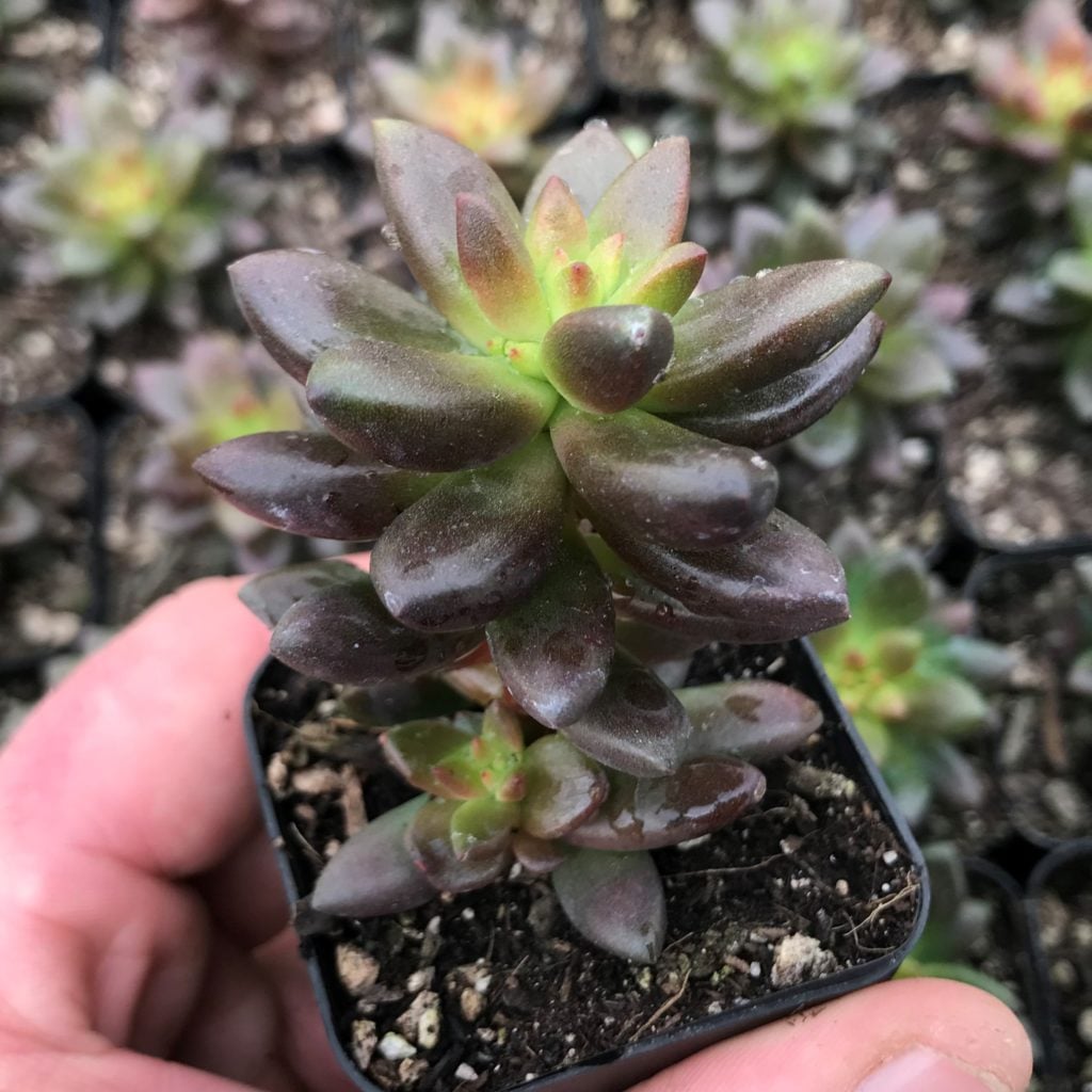 Sedeveria 'Jet Beads' (2" Pot) | Little Prince of Oregon Nursery