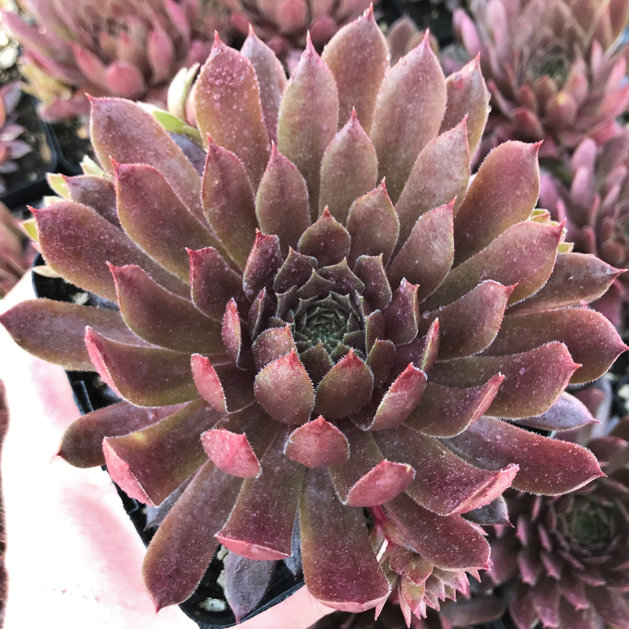 Sempervivum 'Desert Bloom' - Hens & Chicks (3.5" Pot) | Little Prince To Go