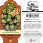Sedum takesimense Atlantis™ - Korean Stonecrop USPP# 27,454 (3.5" Pot ...