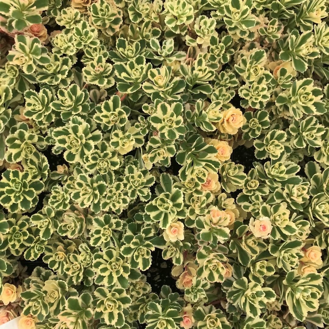 Sedum takesimense Atlantis™ - Korean Stonecrop USPP# 27,454 (3.5" Pot ...